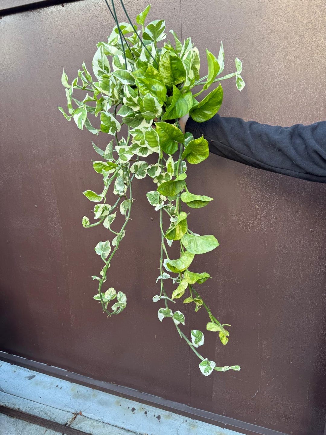 Enjoy Pothos and Lemon Meringue Mexided 6” Pot - Etsy