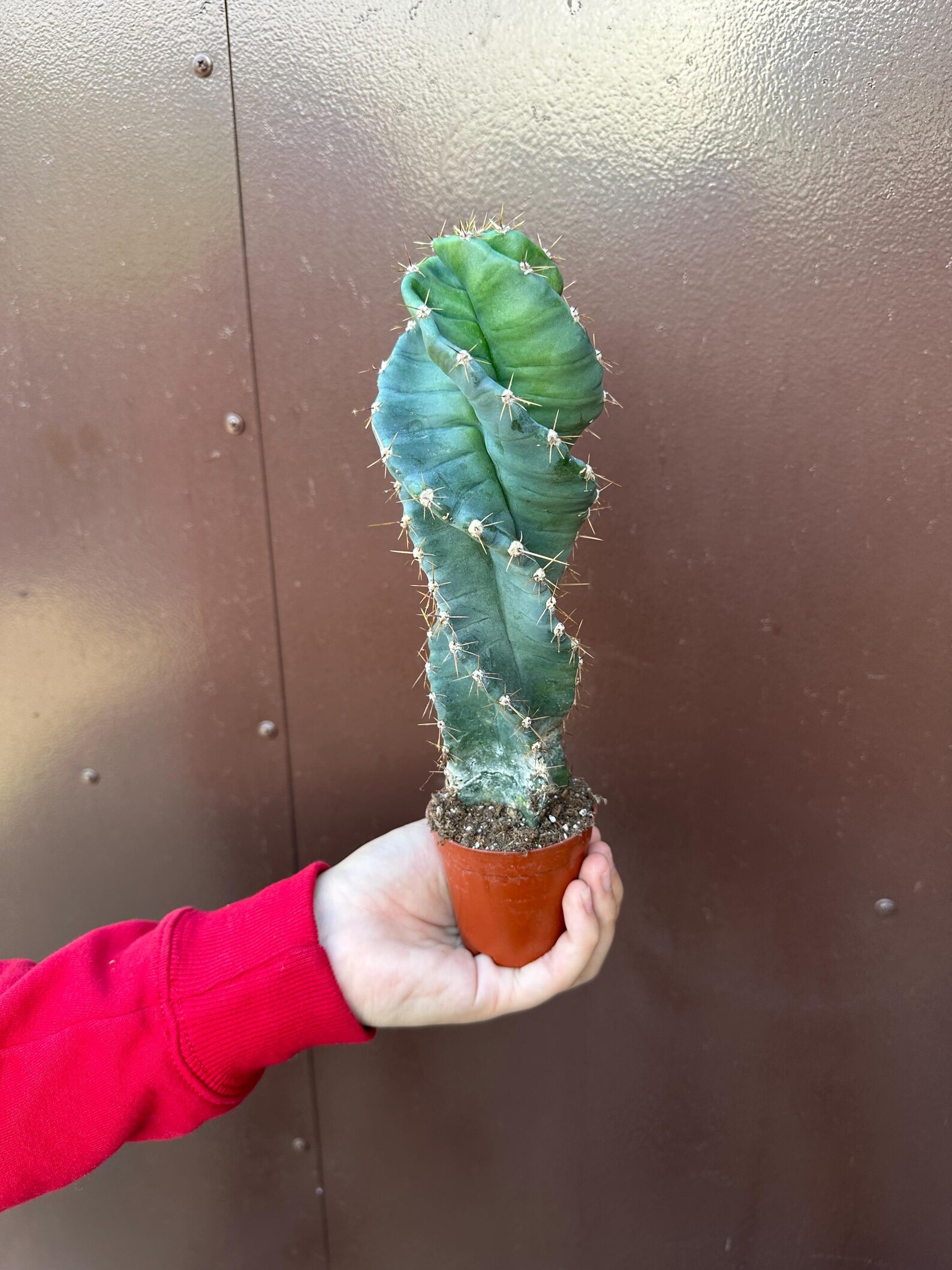 Spiral Cactus 3 Pot First Picture for Reference - Etsy