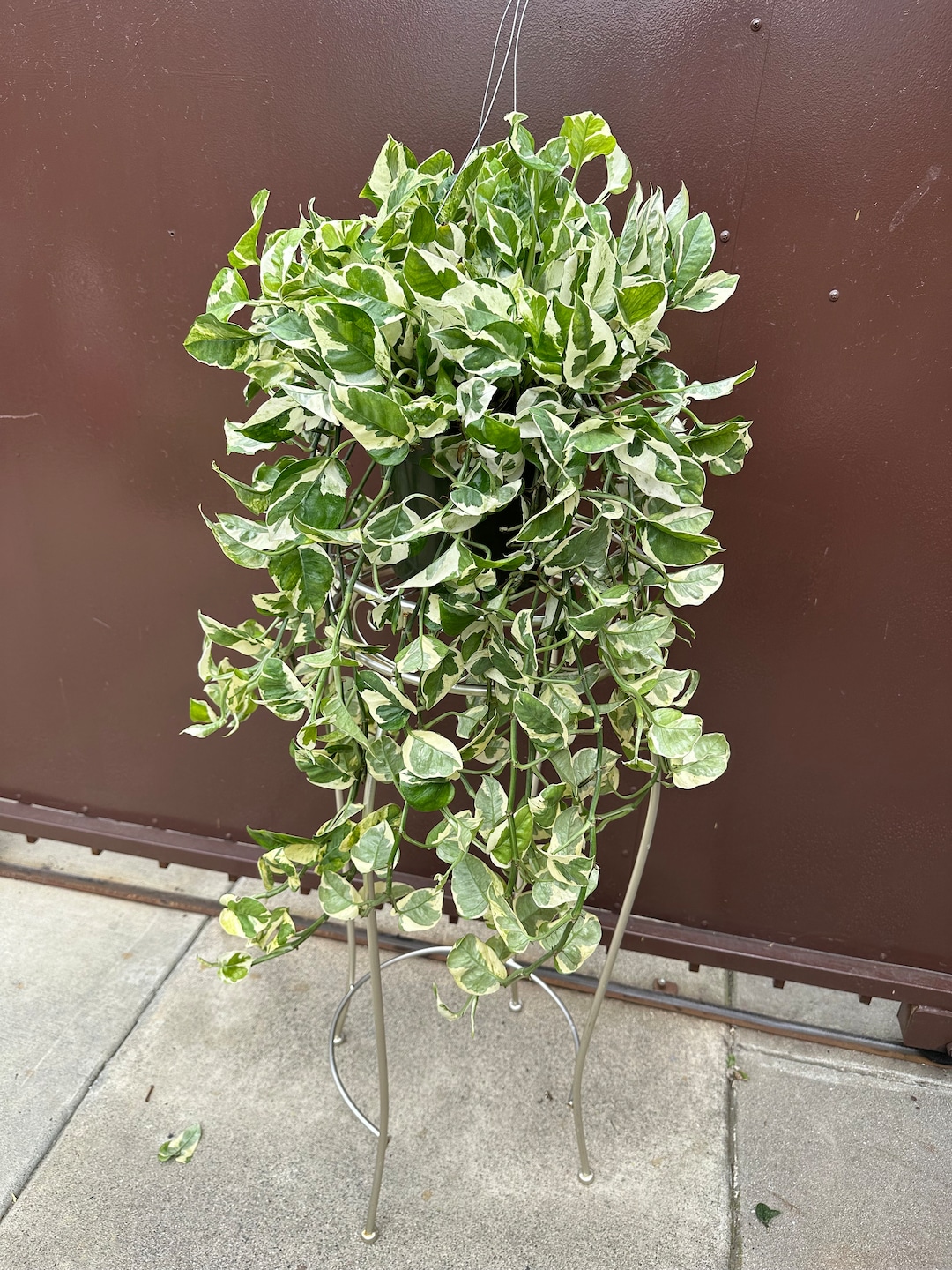 Enjoy Pothos 8 Pot Full and Trailing - Etsy