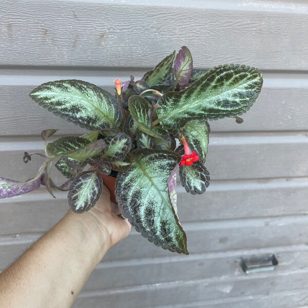 Episcia - Etsy