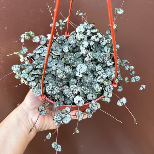 Silver Glory String of Hearts - Etsy