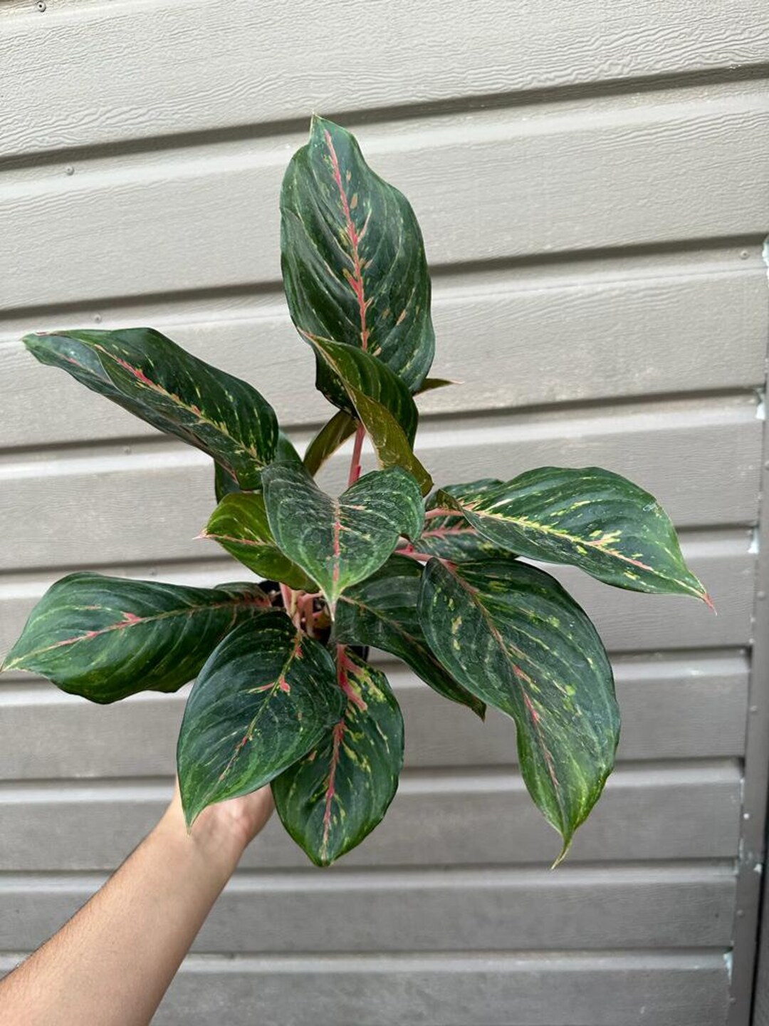 Aglaonema Ruby 5 Pot - Etsy