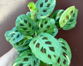 Variegated Maranta Beauty Kim 4 Pot ALL PLANTS Require You to Purchase ...