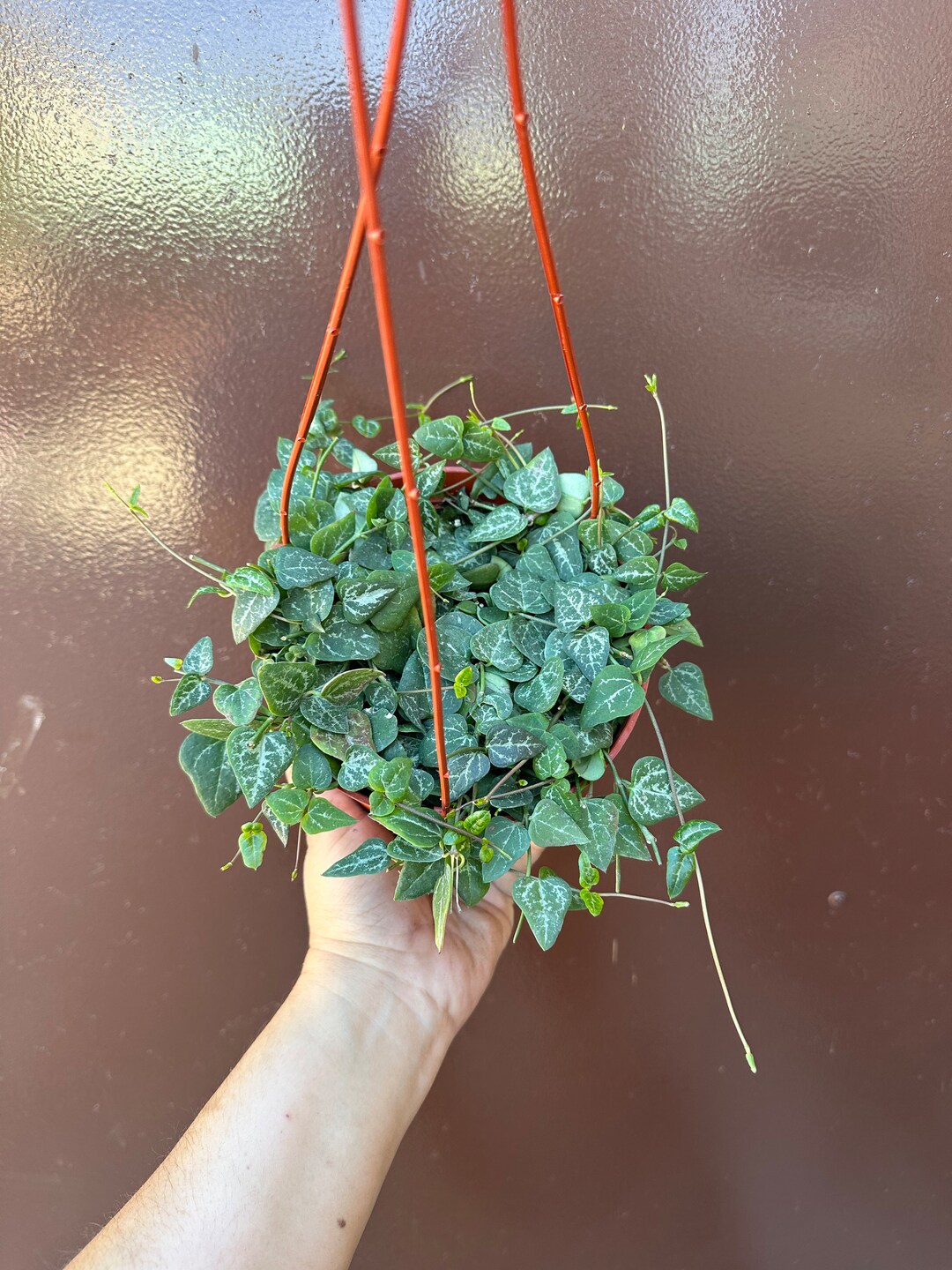 String of Spades 6 Pot - Etsy