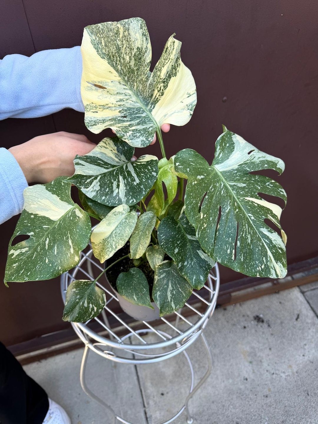 Snow White Monstera 6” Pot - Etsy