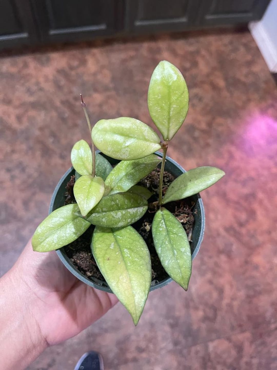 Hoya Crassipetiolata Splash 4 Pot - Etsy