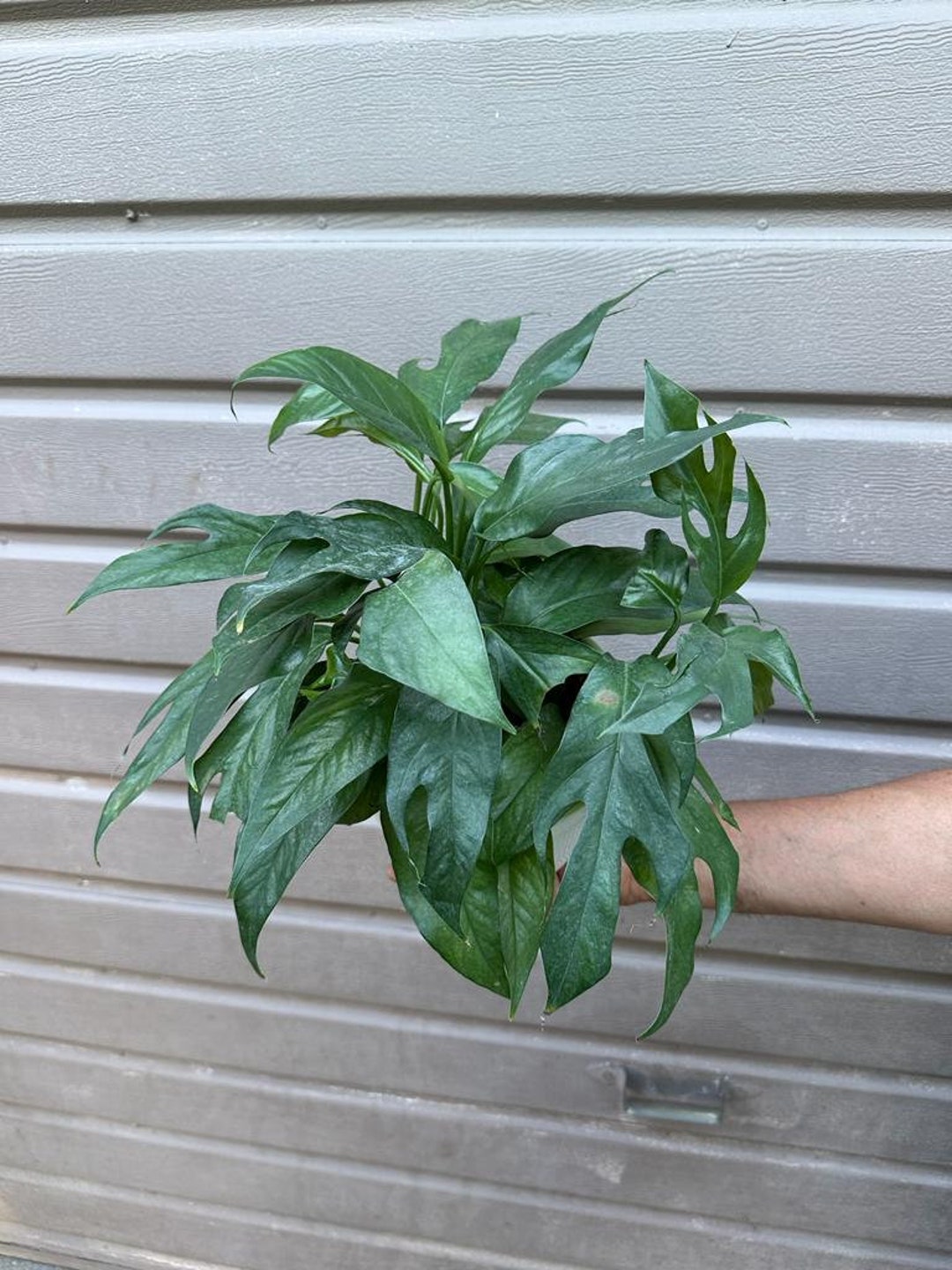 Baltic Blue Pothos 6 Pot - Etsy