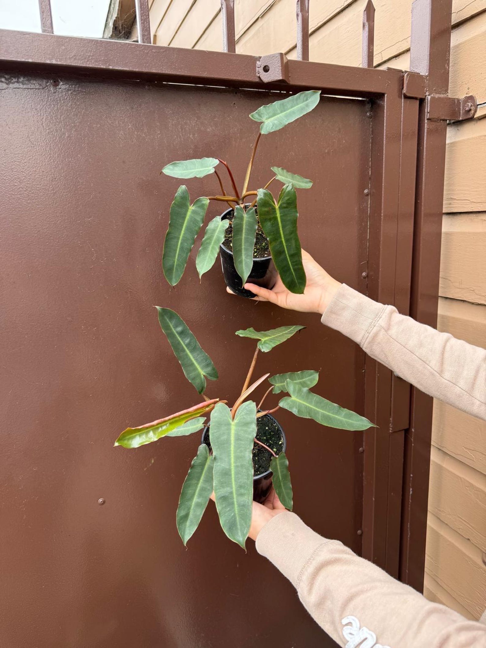 Philodendron Billietae Dark Form 5” Pot - Etsy