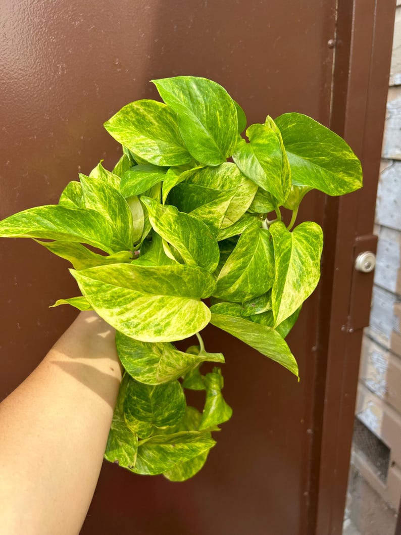 Neon Queen Pothos 4 Pot - Etsy