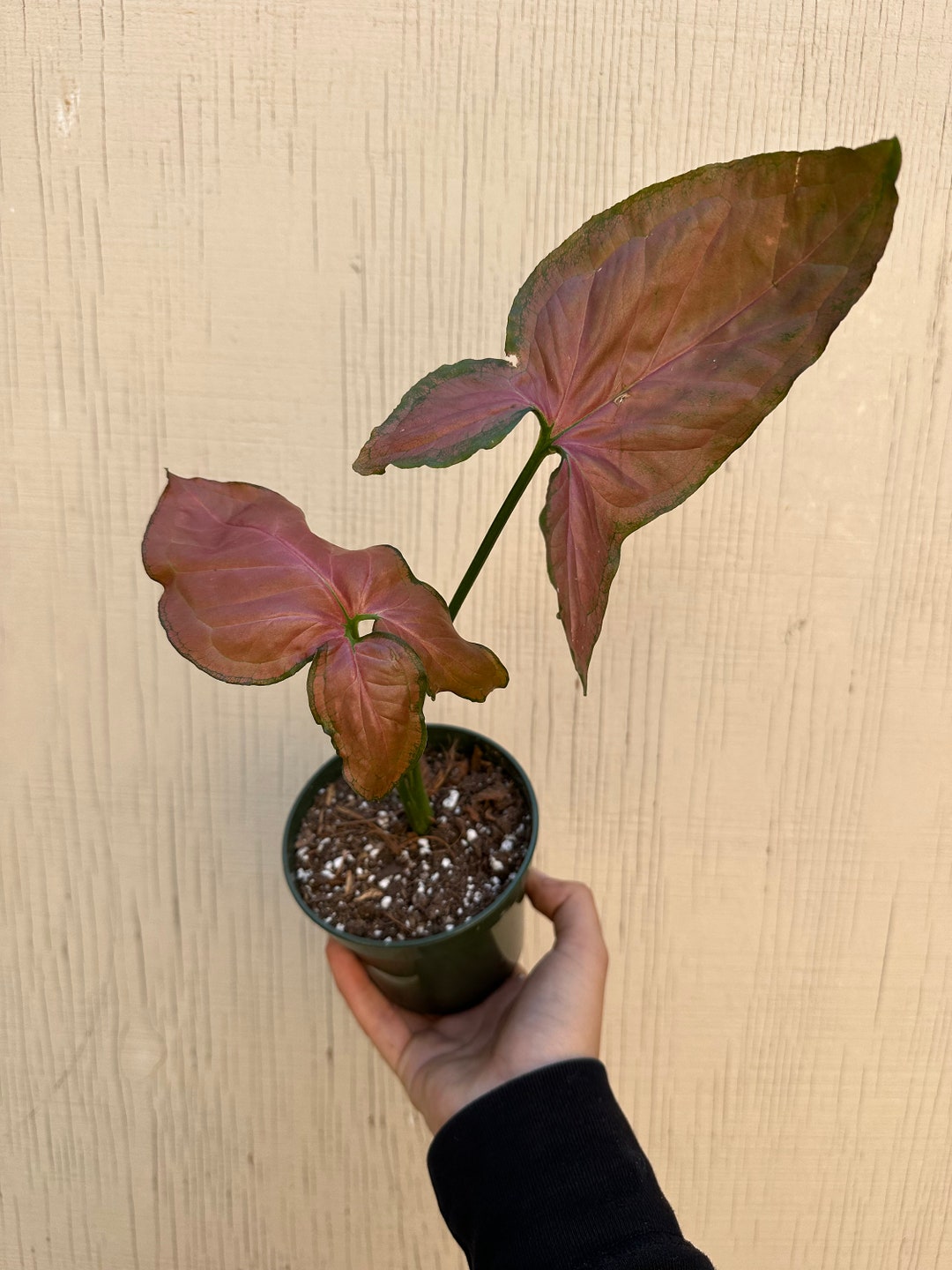 Syngonium Red Orm Nak 4 Pot - Etsy