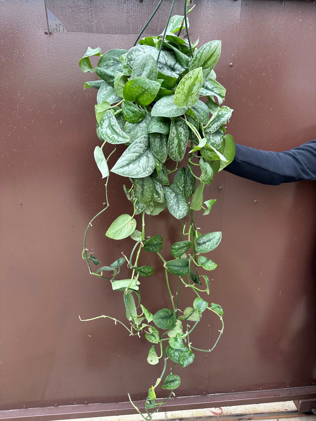 Scindapsus Silver Queen and Silver Splash 8 Pot - Etsy