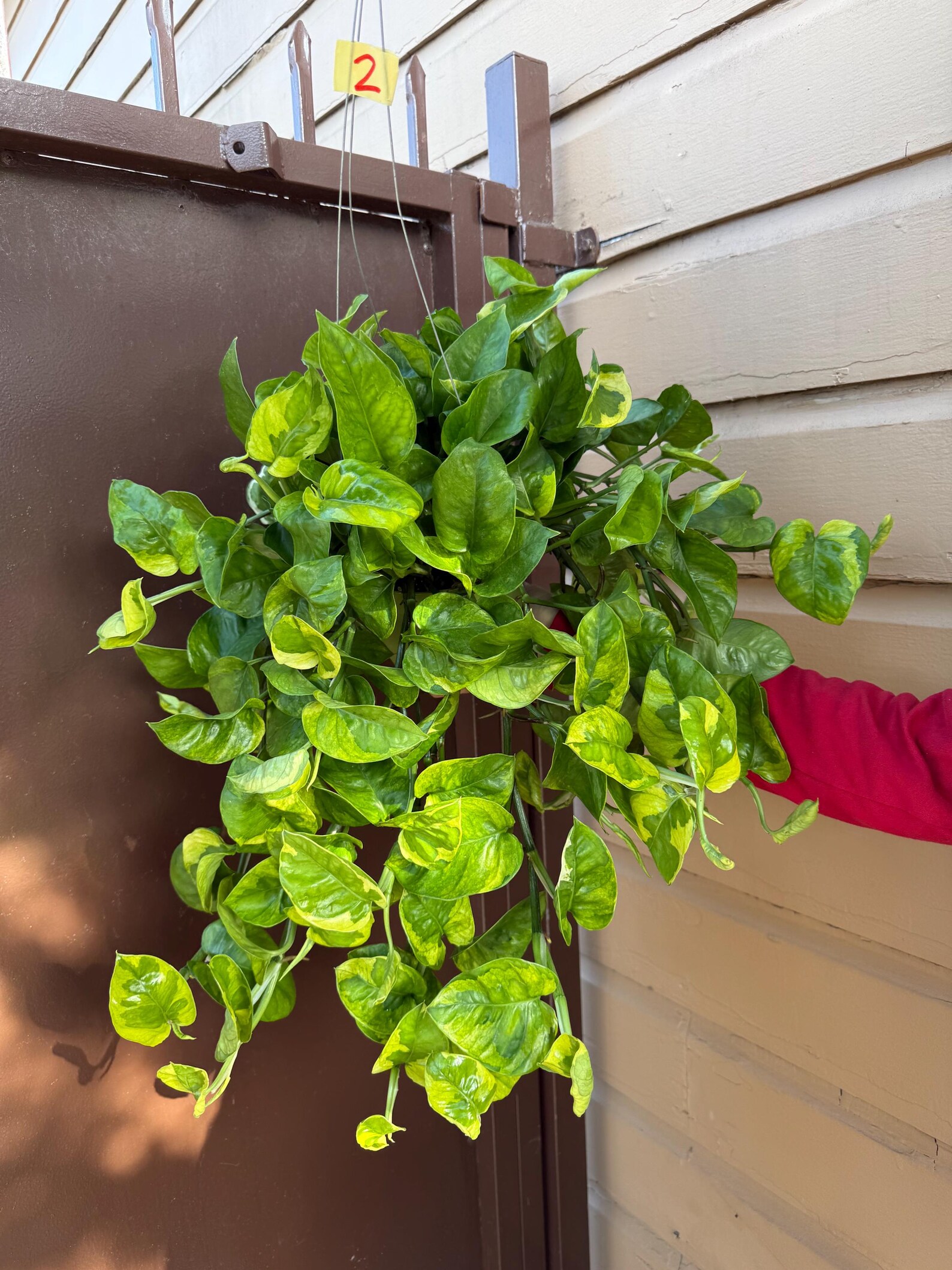 Lemon Meringue Pothos 6” Pot - Etsy