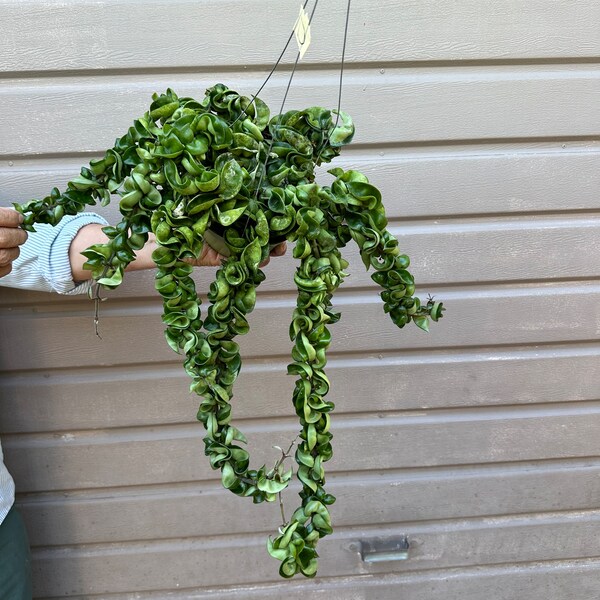 Hindu Rope Plant - Etsy