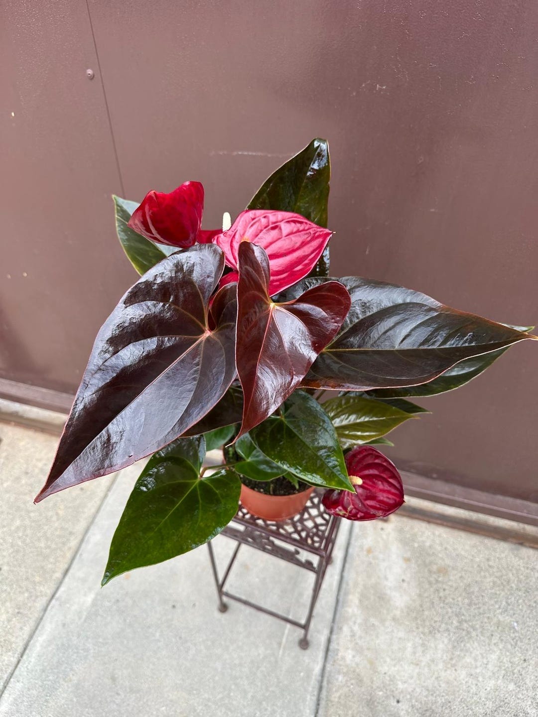 Anthurium Delicata 6” Pot - Etsy