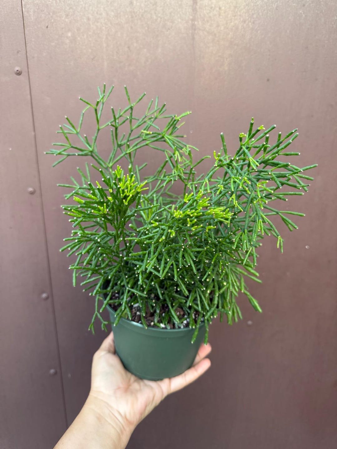 Rhipsalis Dancing Bone 6” Pot - Etsy