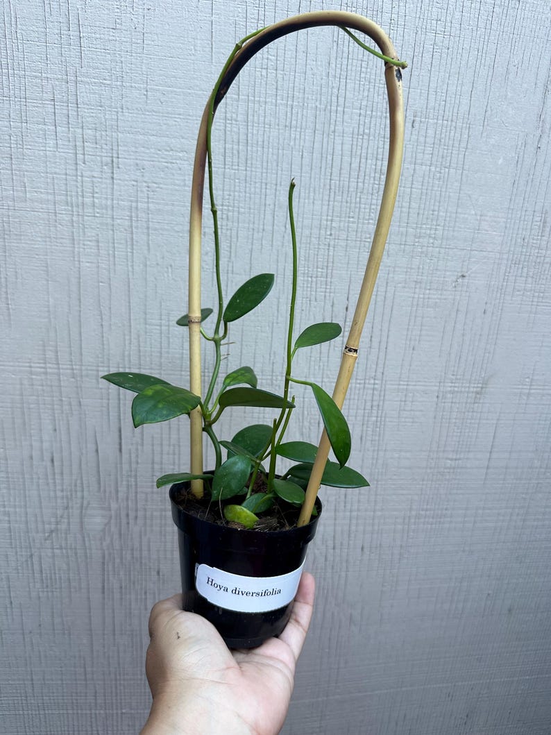 Hoya Diversifolia 4 Pot First Pic for for Reference - Etsy