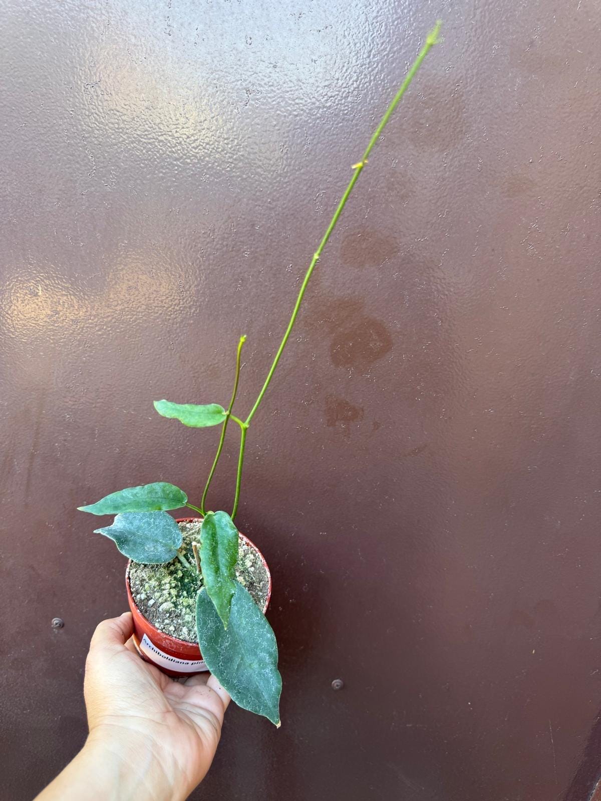 Hoya Archboldiana 4” Pot First Picture for Reference - Etsy