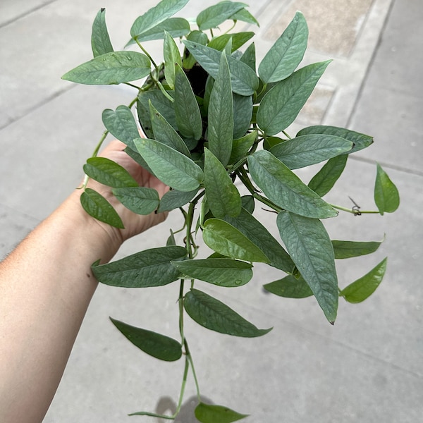 Cebu Blue Pothos - Etsy