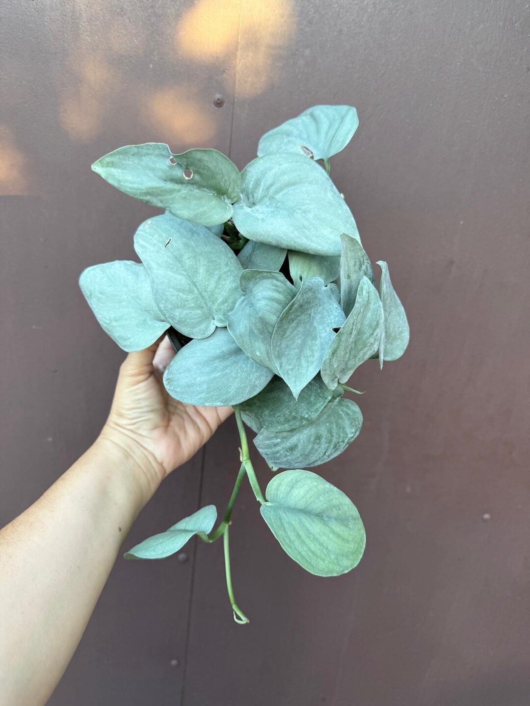 Scindapsus Java Platinum 6” Pot - Etsy