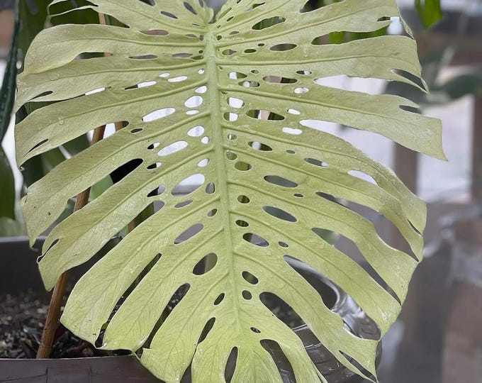 Monstera White Monster (first Picture for Reference) 4” Pot - Etsy