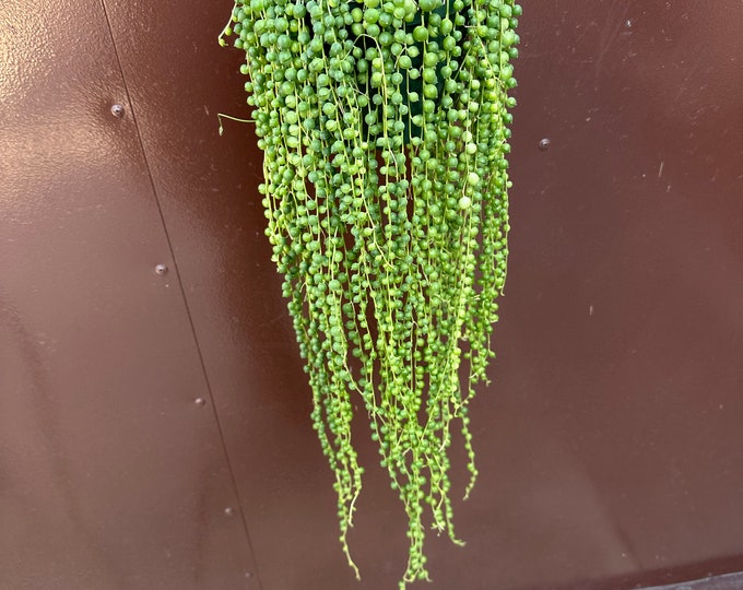 Strings of Pearls 6 Pot Super Full and Long - Etsy
