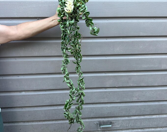 Variegated Hindu Rope Hoya XL 6” Pot Long Plant - Etsy