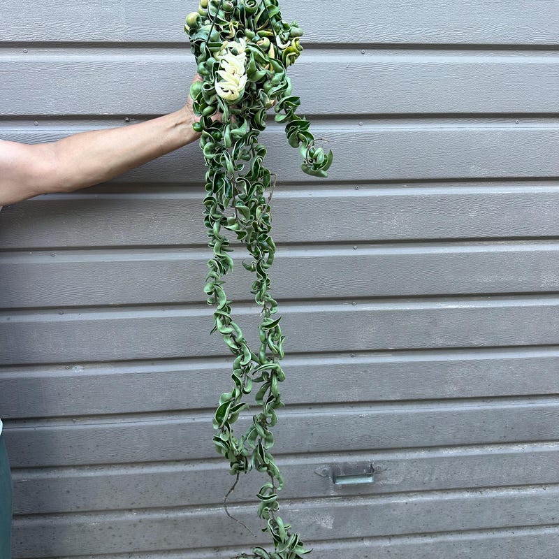 Hindu Rope Plant - Etsy