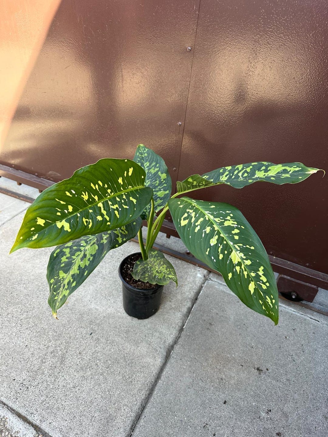 Dieffenbachia Cheetah 1 Gallon Pot - Etsy