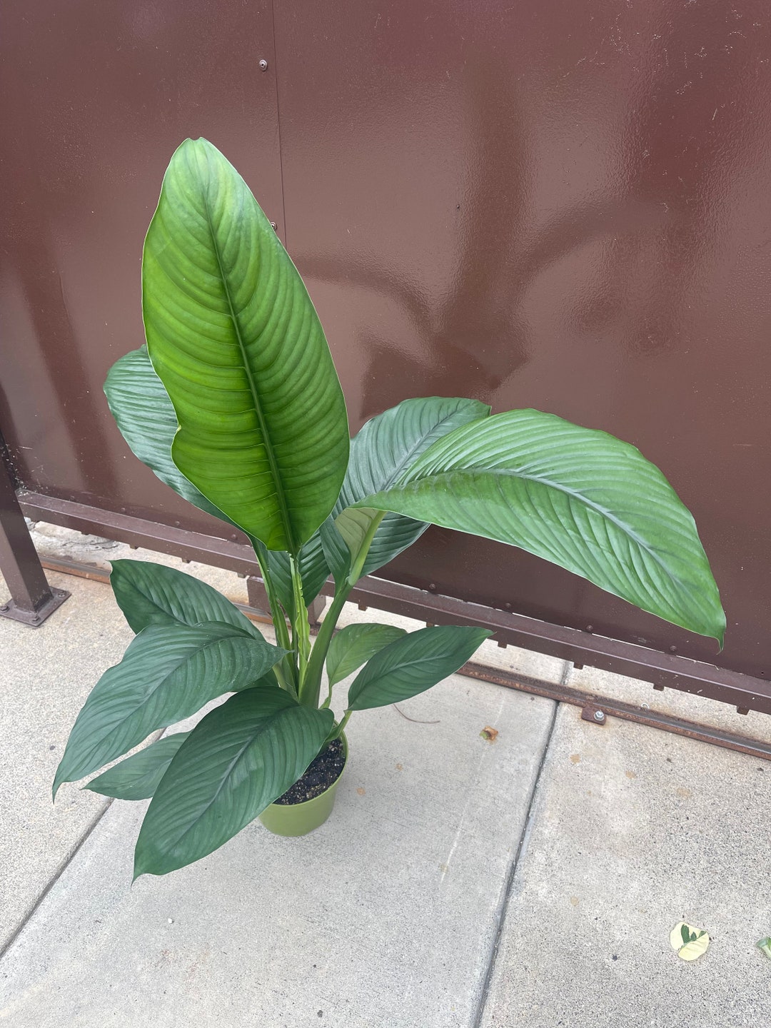 Sensation Plant 6 Pot - Etsy
