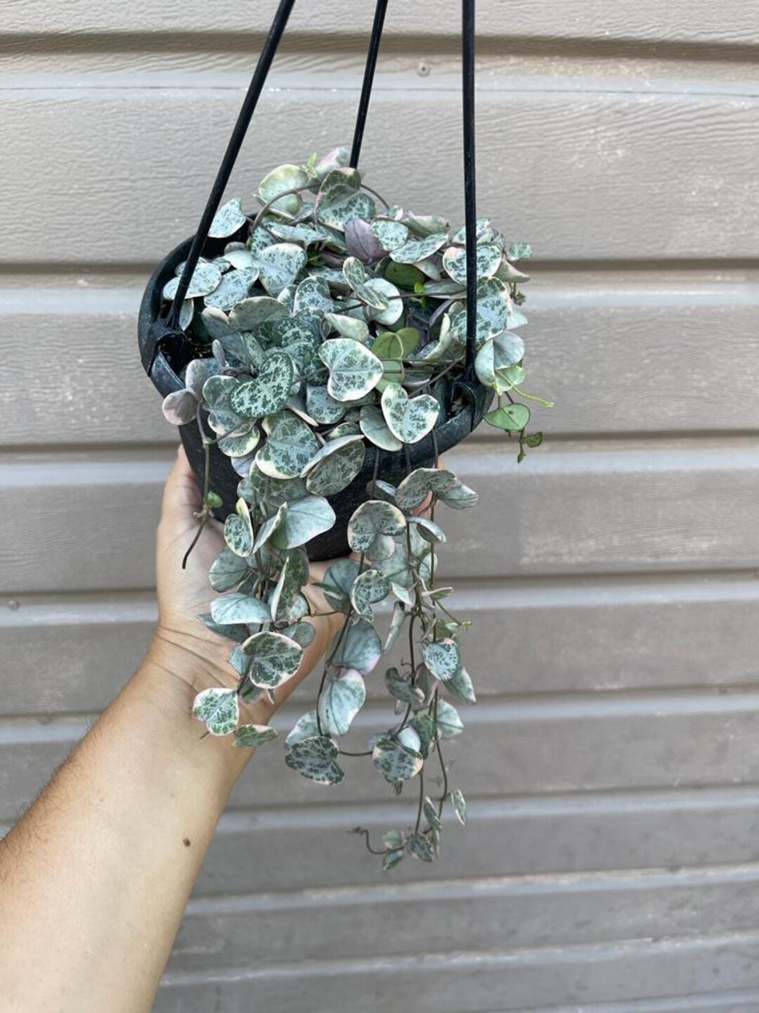 Variegated Strings of Hearts 6 Pot - Etsy