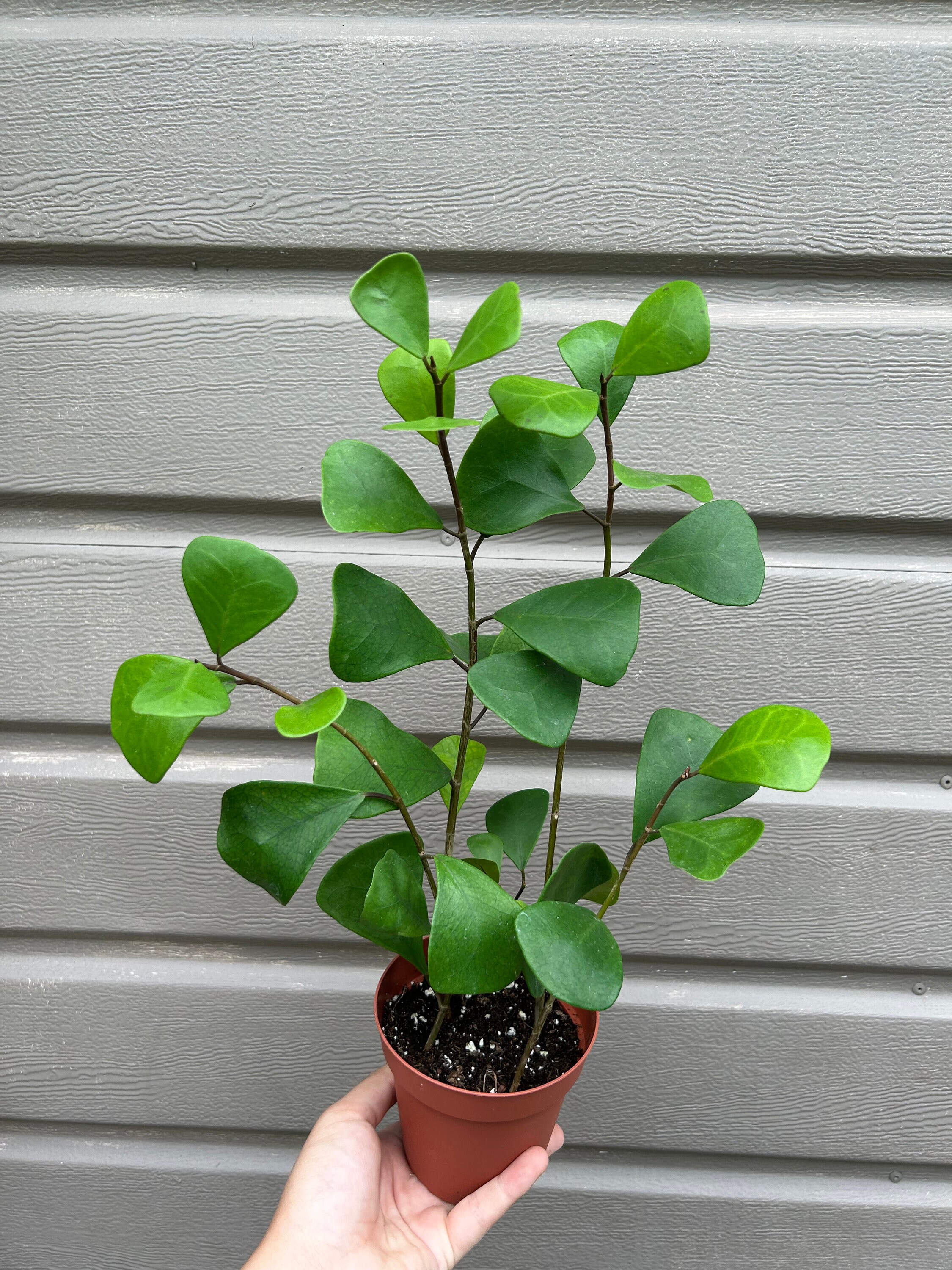 Ficus Triangularis Green 4 Pot Etsy