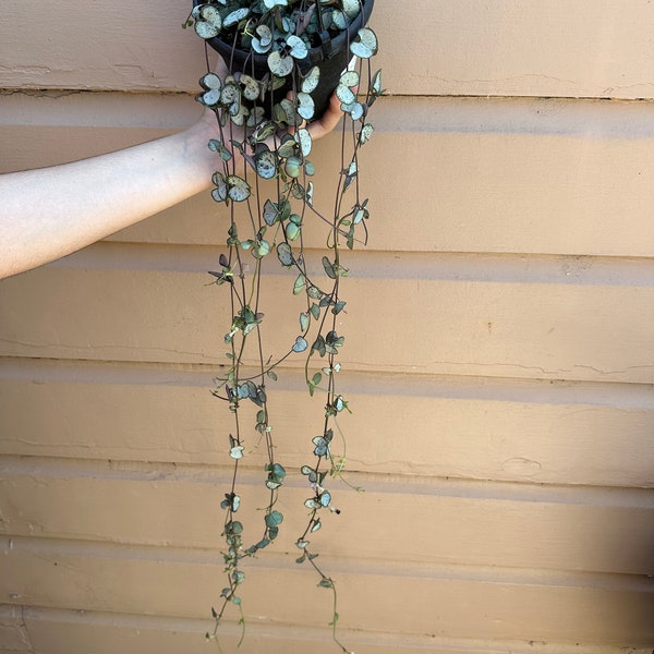 Silver Glory String of Hearts - Etsy