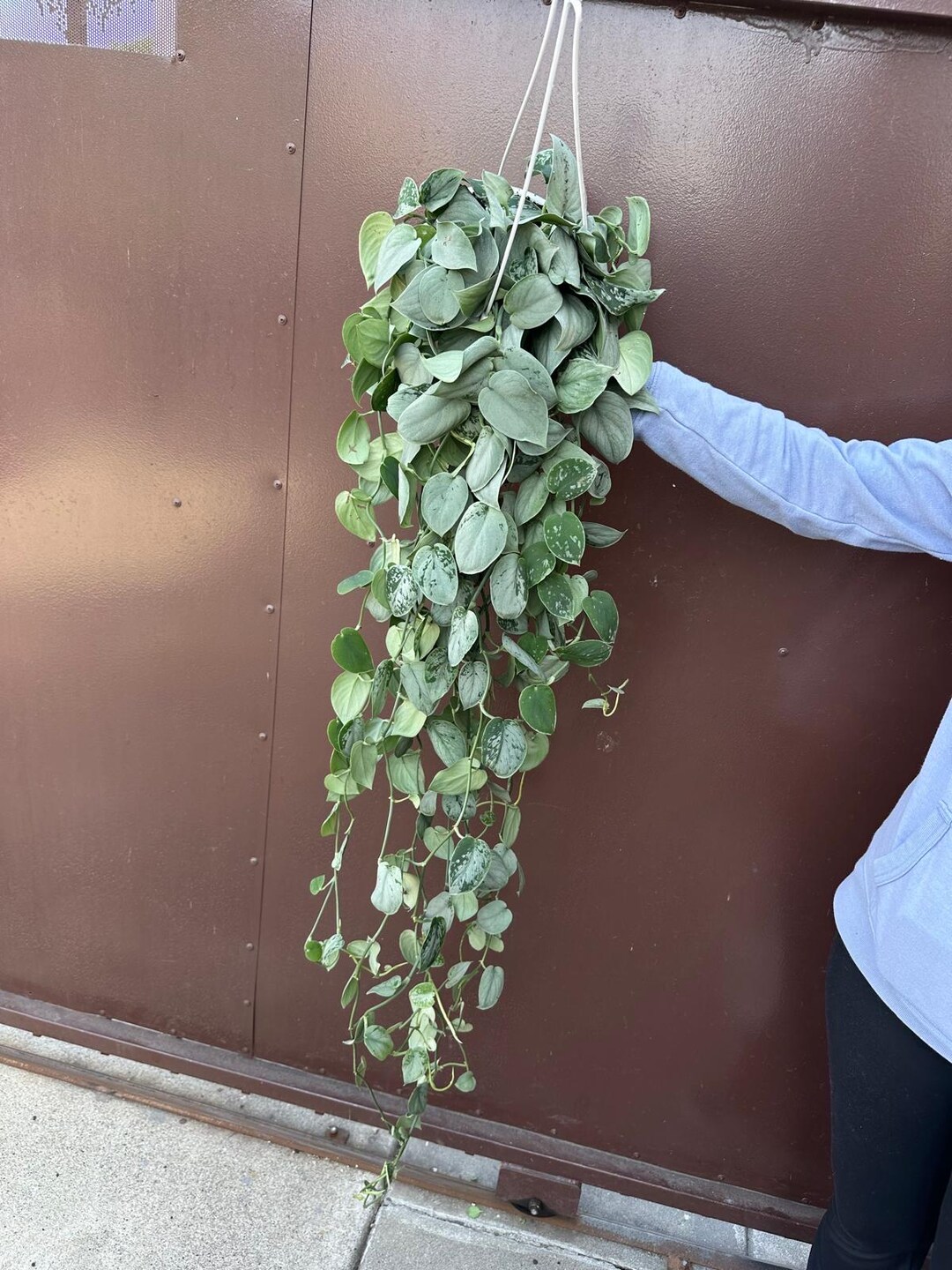 Scindapsus Sooo Silver 6 Pot XXL Plant Super Rare - Etsy