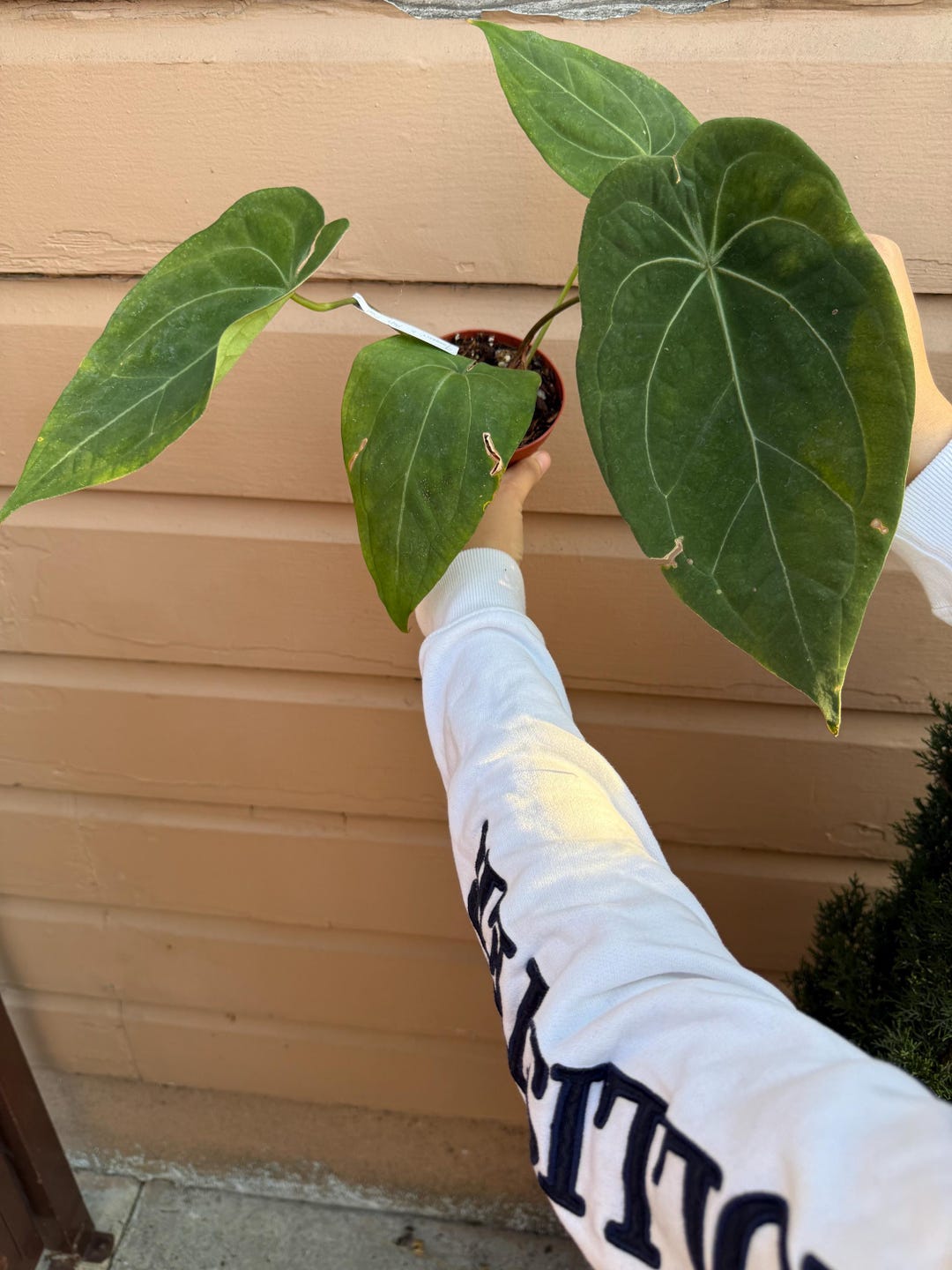 Anthurium Forgetti X Papi Red - Etsy