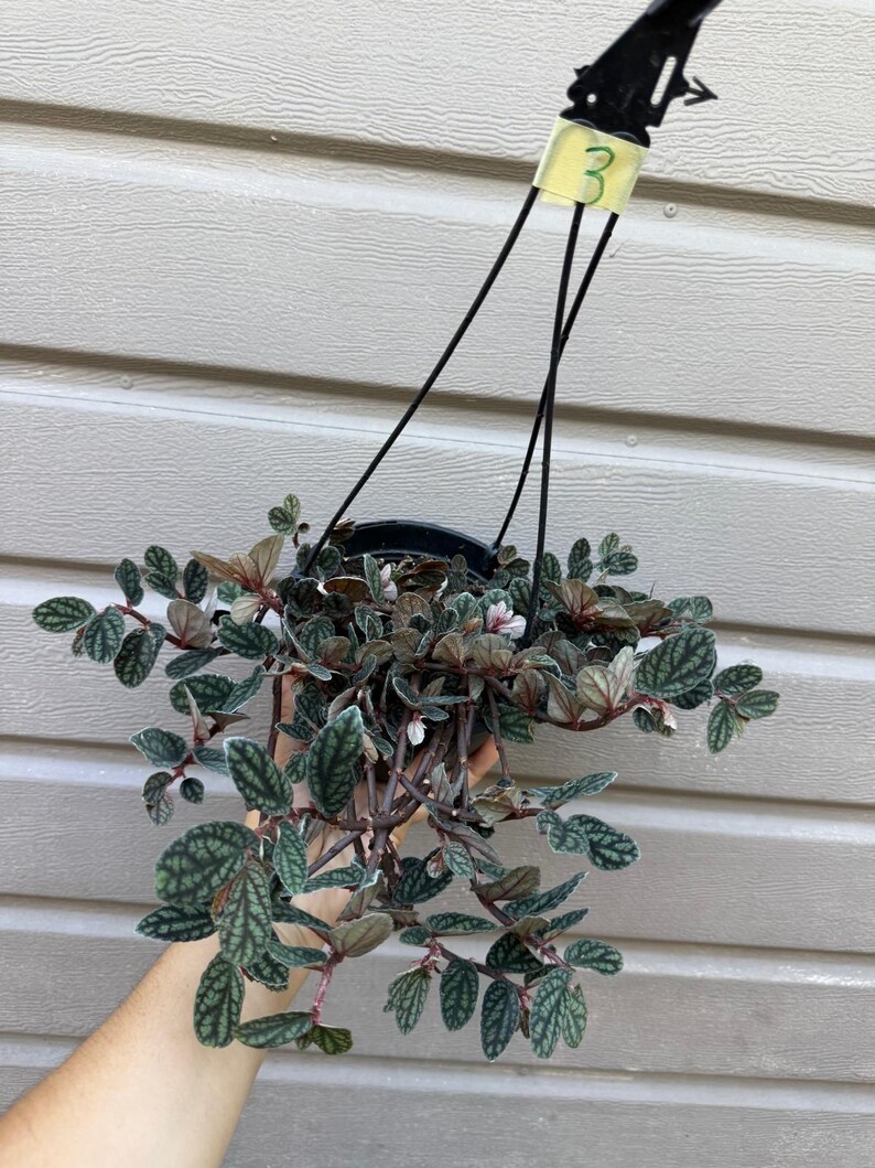 Pellonia Watermelon 6” Pot - Etsy