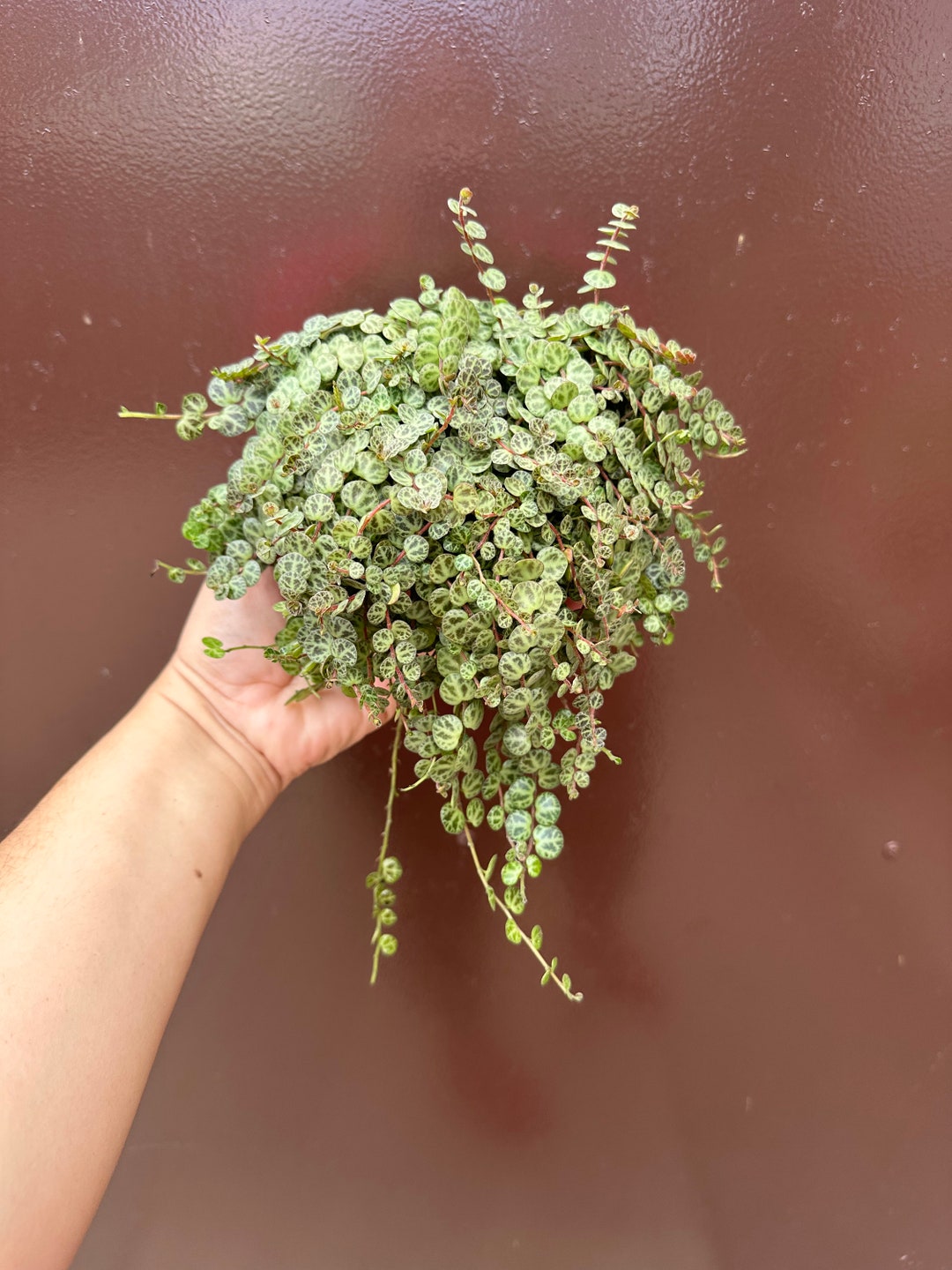 Strings of Turtles 4 Pot Super Full - Etsy