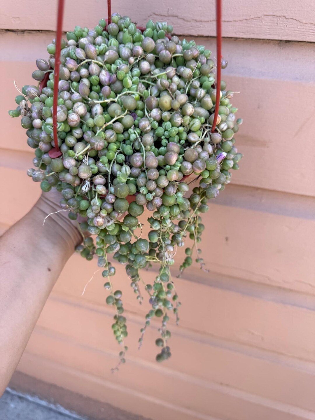 Variegated Strings of Pearls 6” Pot - Etsy