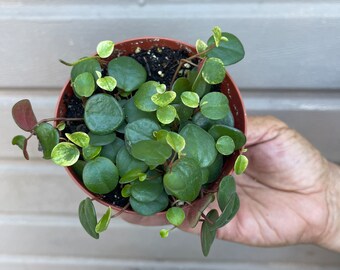 Peperomia Ruby Cascade - Etsy