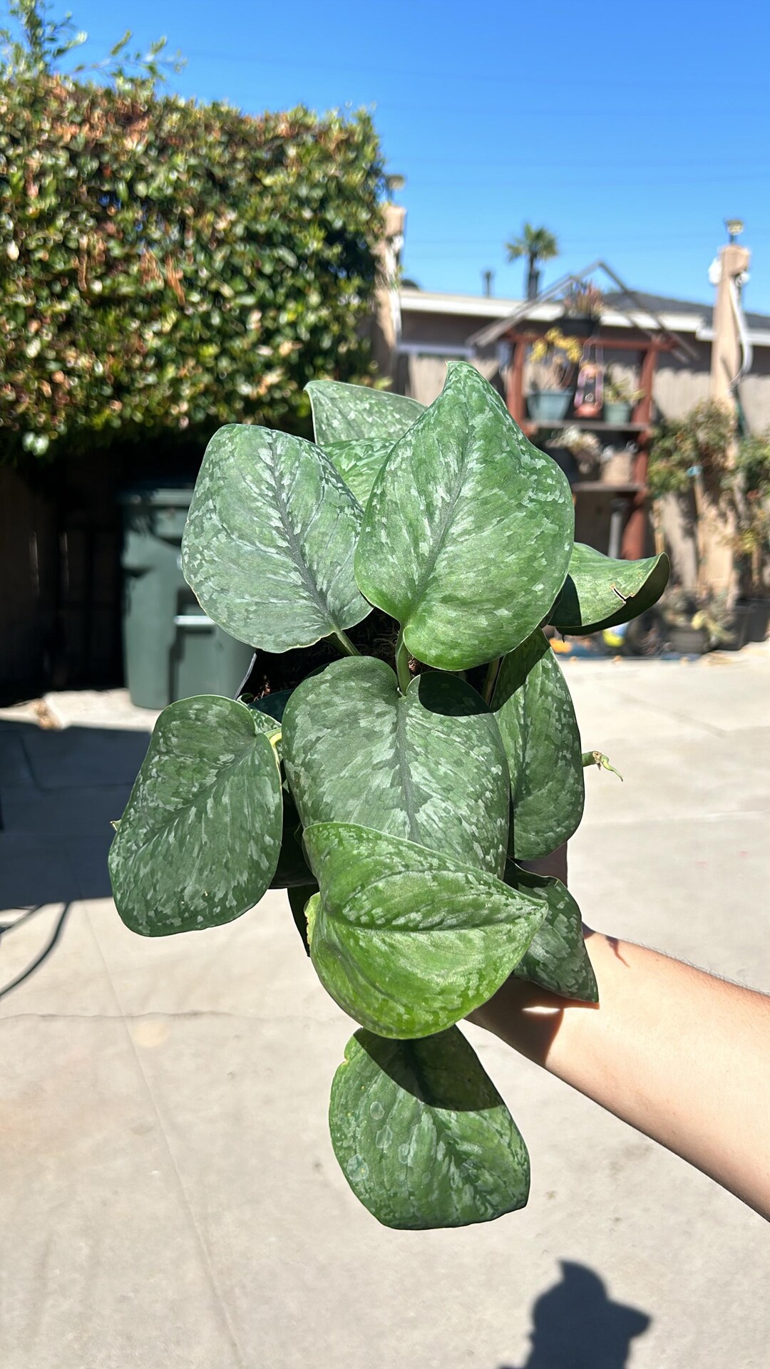 Scindapsus Mount Salak 6 Pot - Etsy