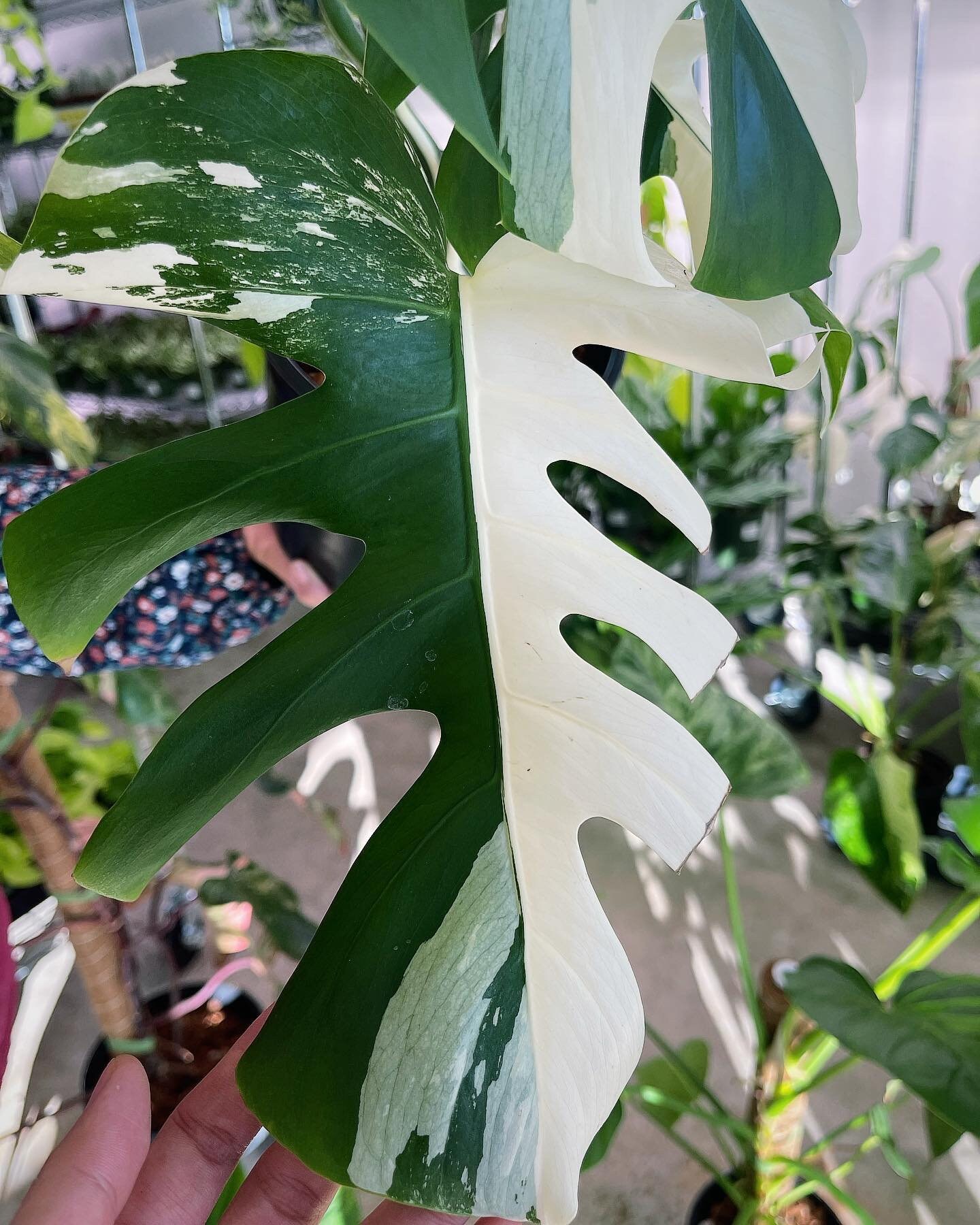 Monstera Albo Variegated - Etsy
