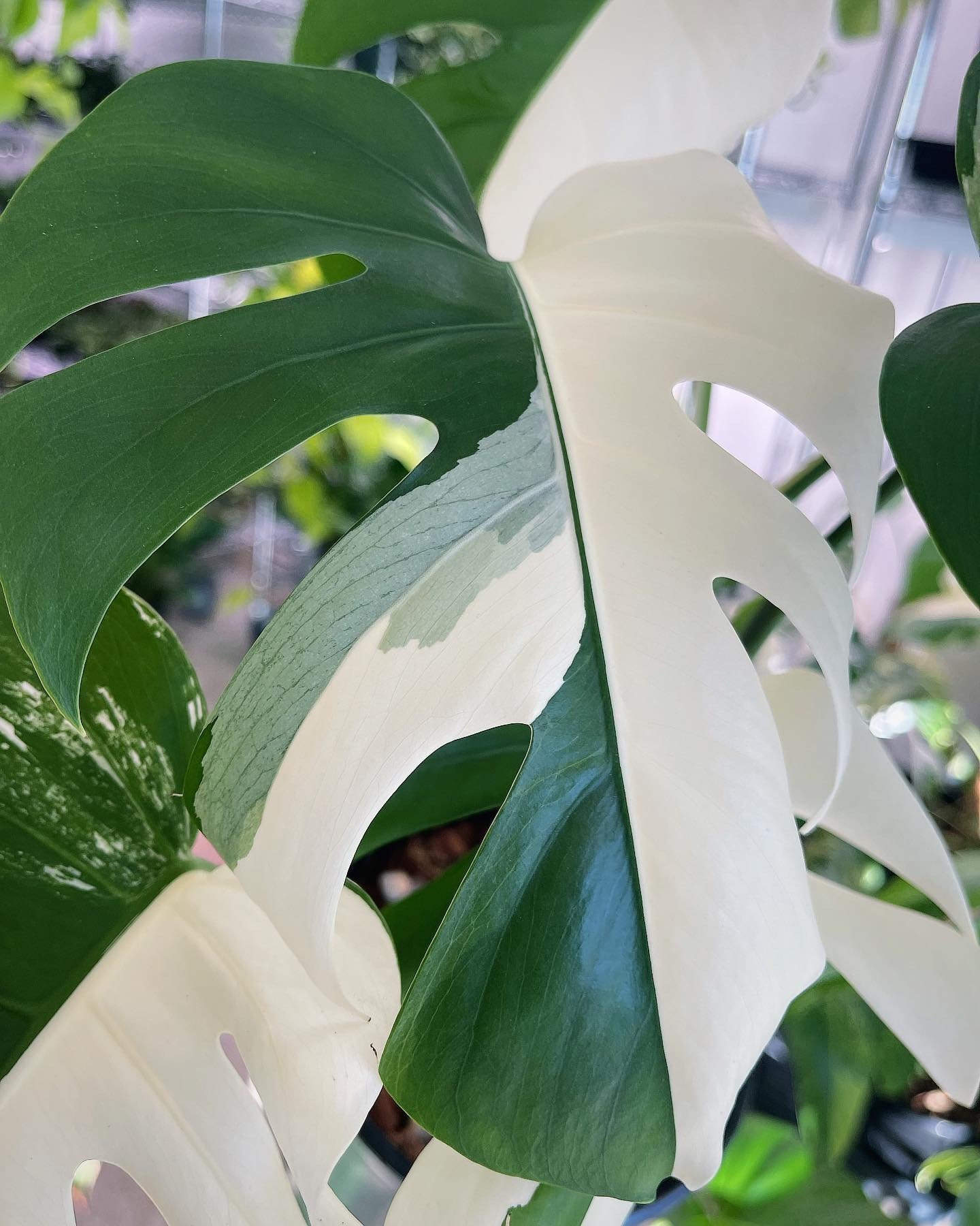 Monstera Albo Variegated - Etsy