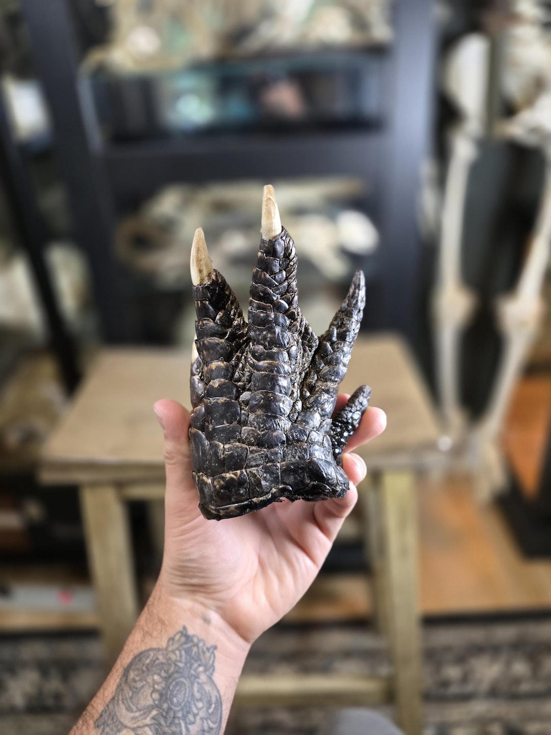 Large Alligator Hand - Etsy