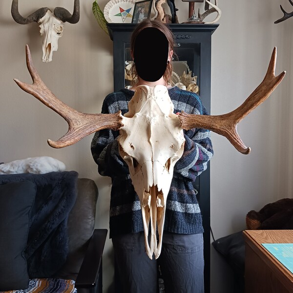 Moose Skull - Etsy