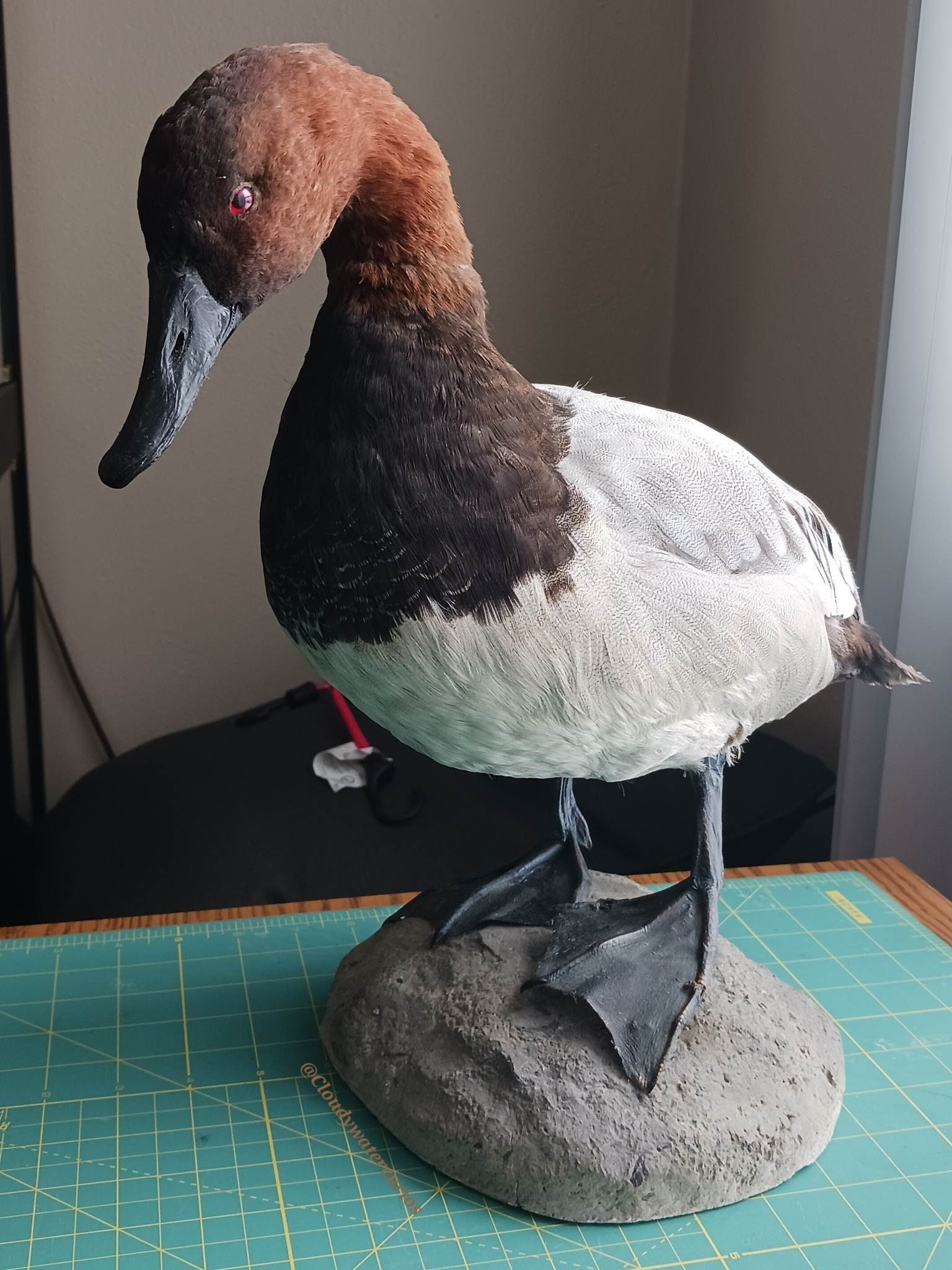 Canvasback Duck Mounts