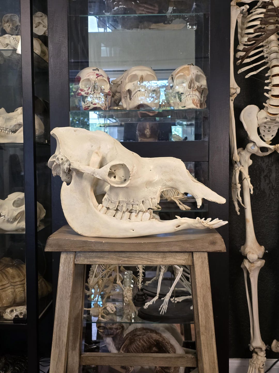 Dromedary Camel Skull - Etsy