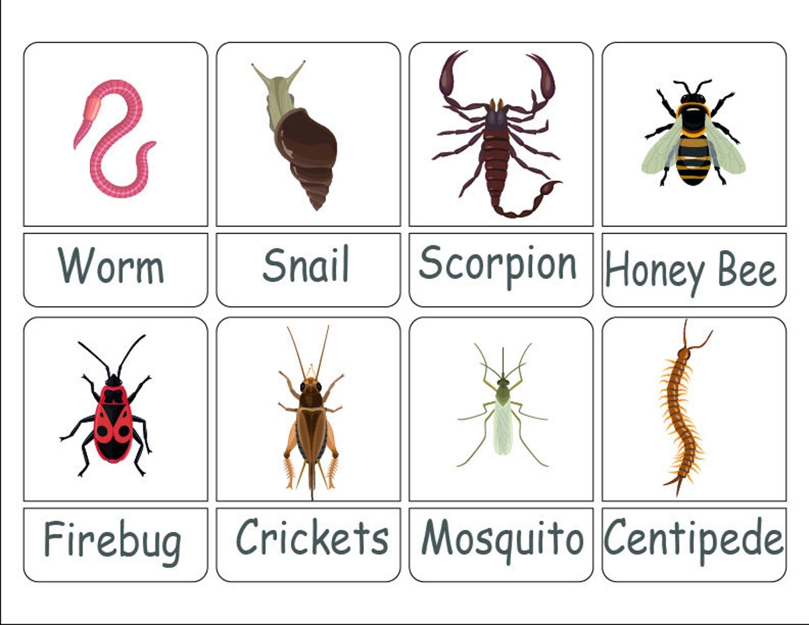 Printable Flash Cards Insects Cards Montessori Flash Cards Educational ...