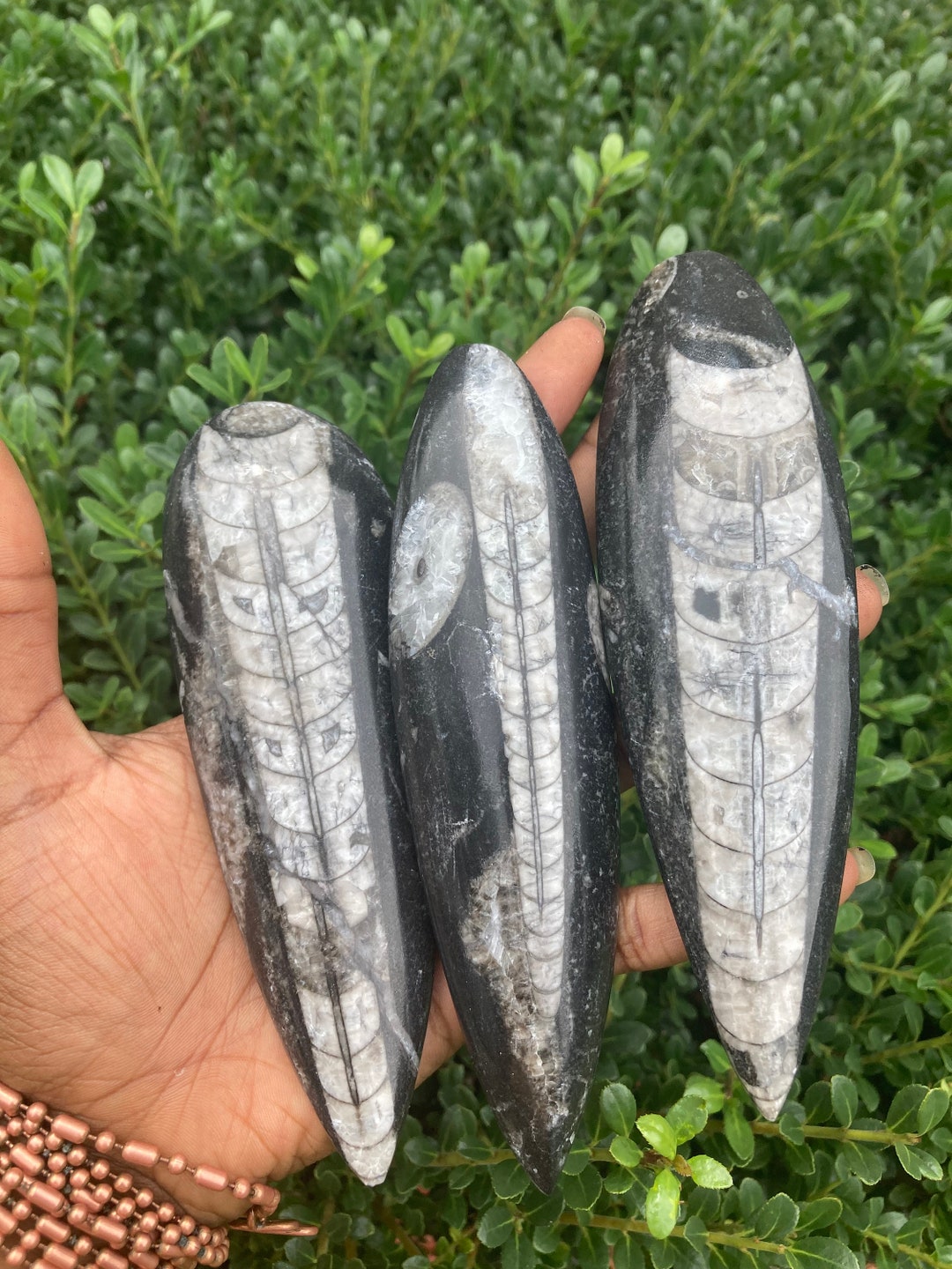 Large Orthoceras Fossil - Etsy