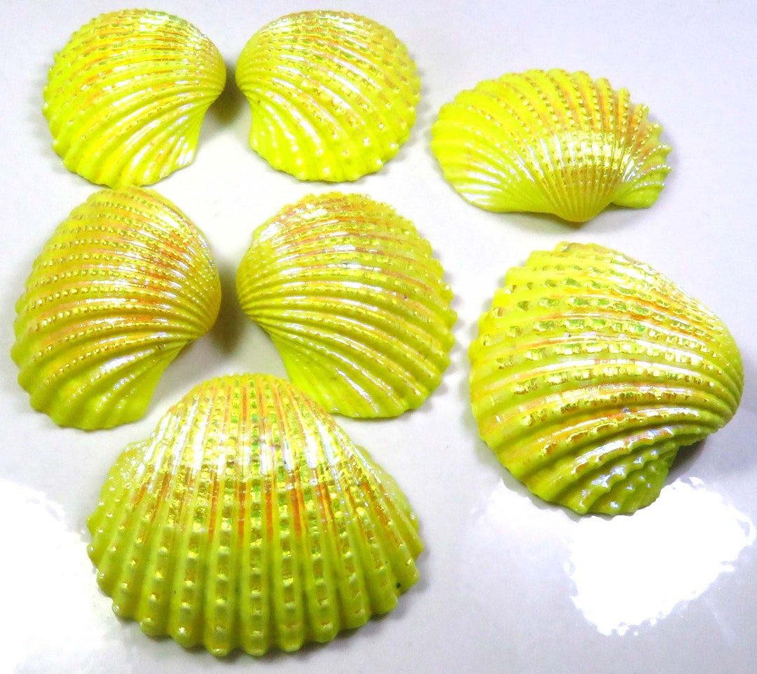 Yellow Titanium Shell Coated, 34-35-42mm, Natural Titanium Shell, 7 Pcs ...