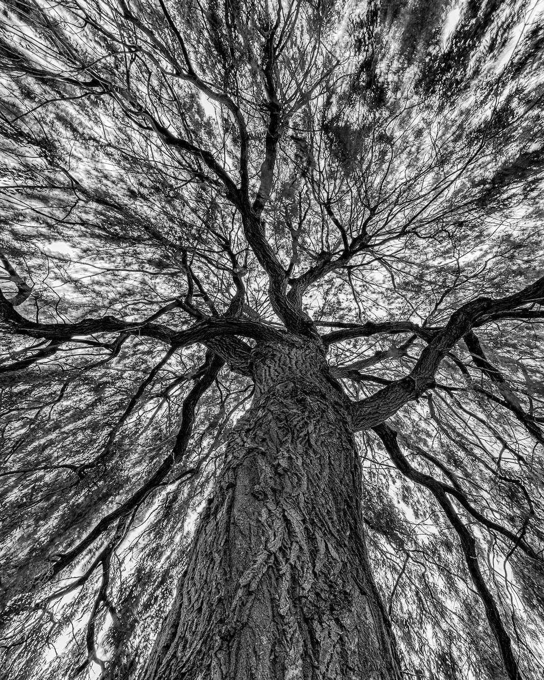 Inside the Weeping Willow Tree Instant Download Includes 5 File Sizes ...