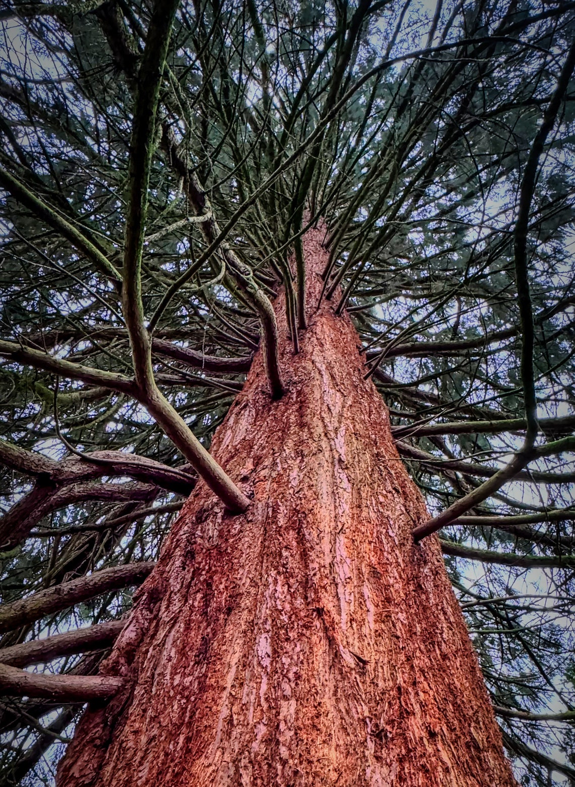 Inside the Giant Redwood Tree, Print/canvas/acrylic/metal - Etsy